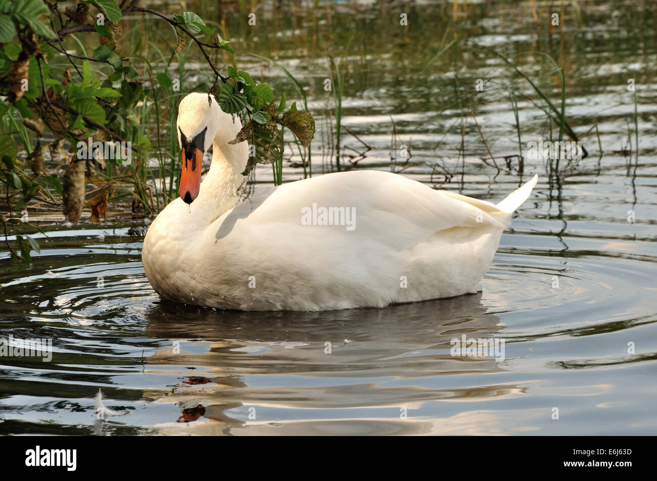 Not deep hi-res stock photography and images - Alamy
