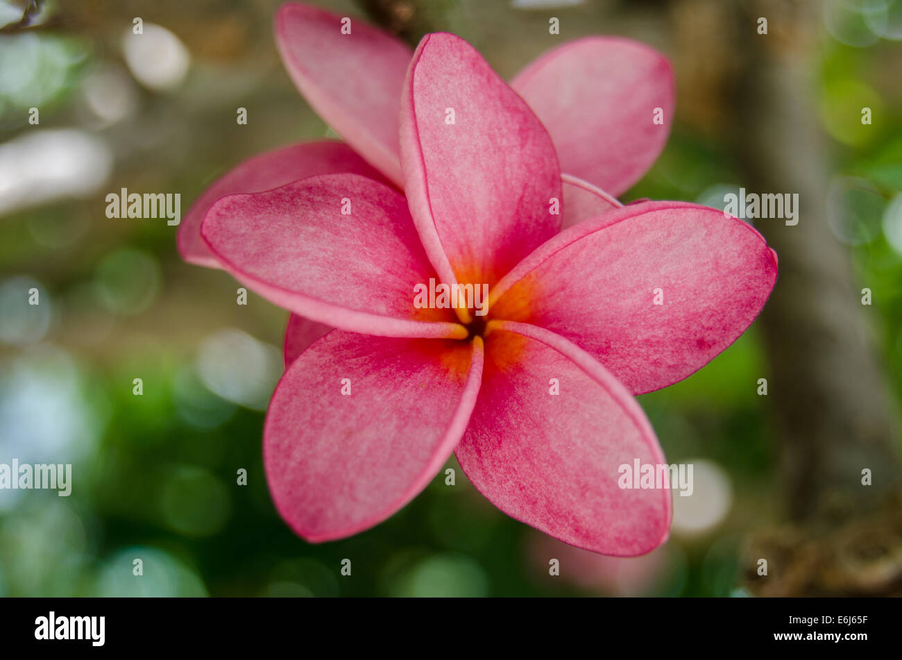 Usvi flower hi-res stock photography and images - Alamy