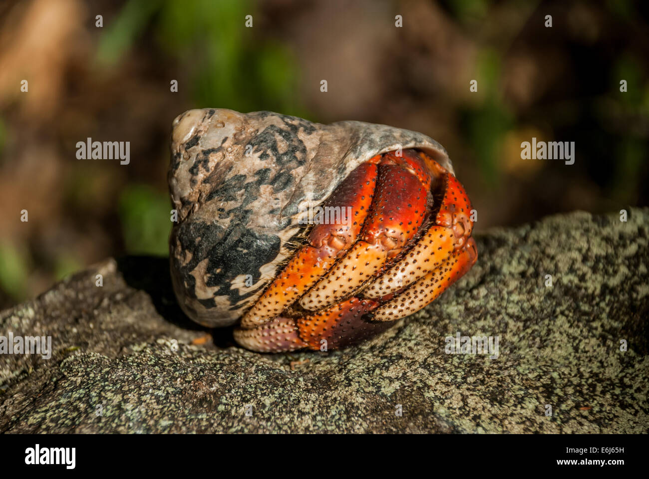 A soldier crab perched on a rock hides inside of its shell Stock Photo ...