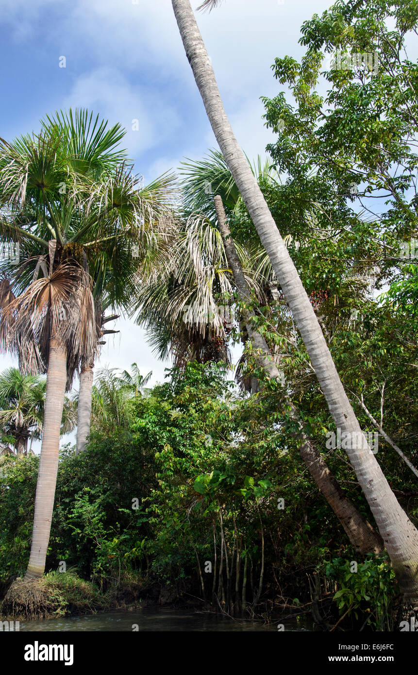 Amazon rainforest river wildlife hi-res stock photography and images ...