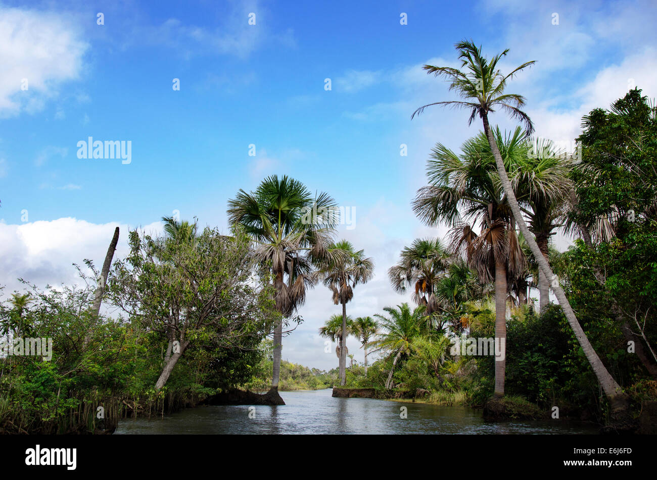 Amazon rainforest river wildlife hi-res stock photography and images ...