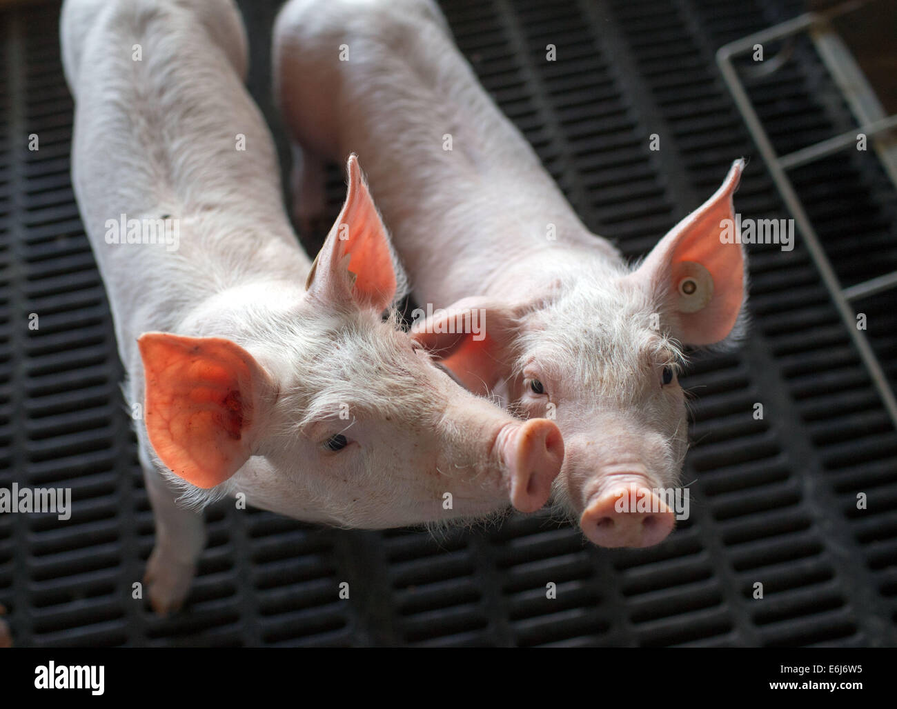 Two weeks old piglets stand in a stall of animal breeding farm Losten ...