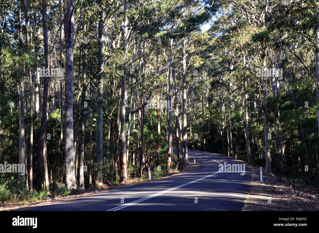 Tree lined country road winding around a bend in the dappled sunlight ...