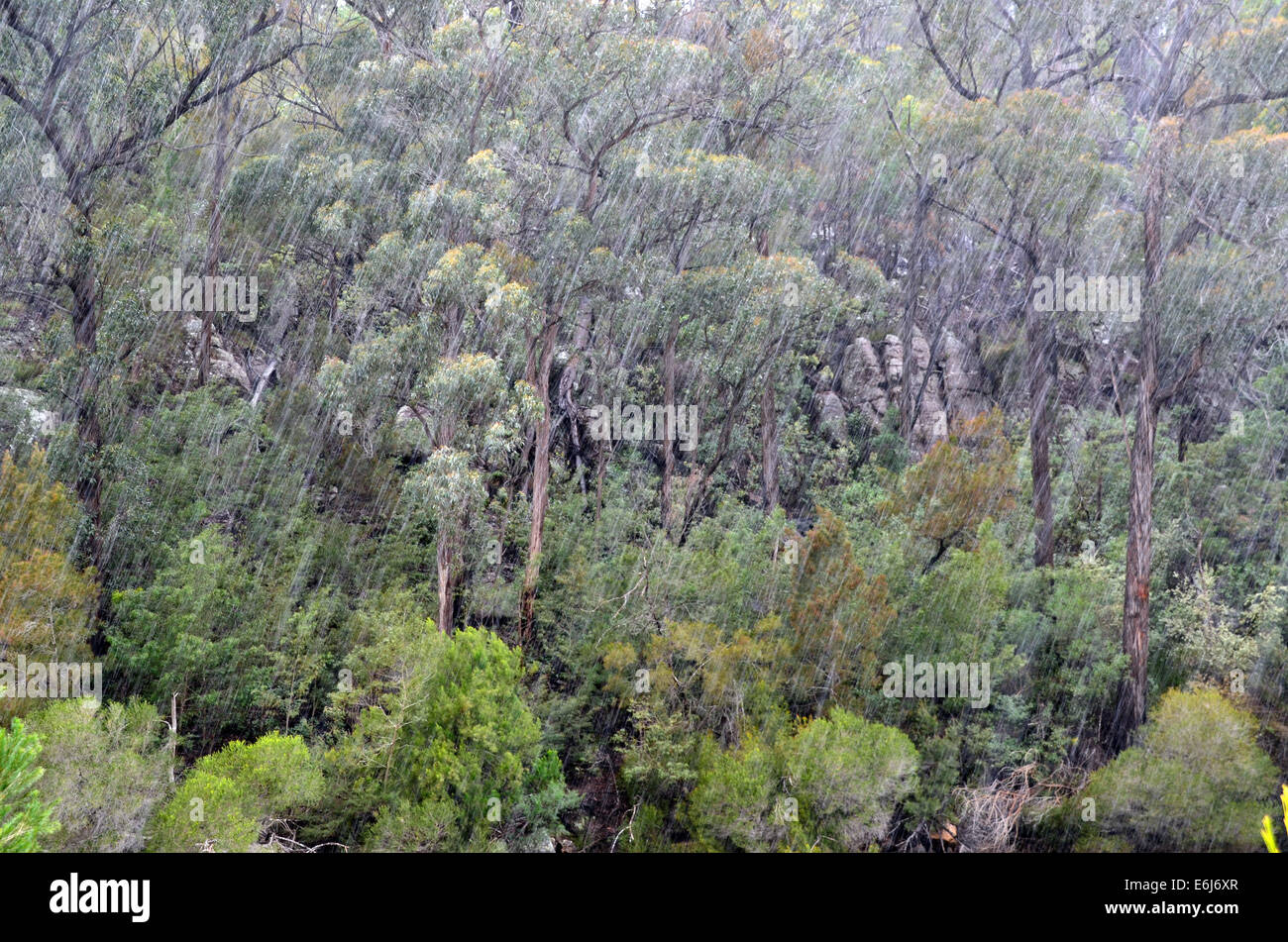 Rain pouring to the ground with trees and bush in the background Stock ...