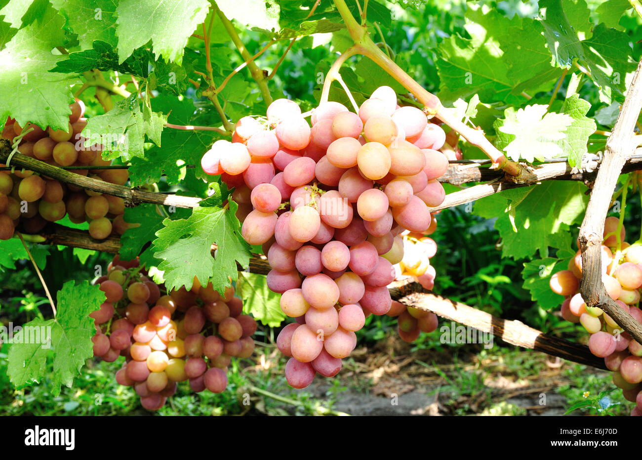 cluster of pink grape on the vine Stock Photo - Alamy