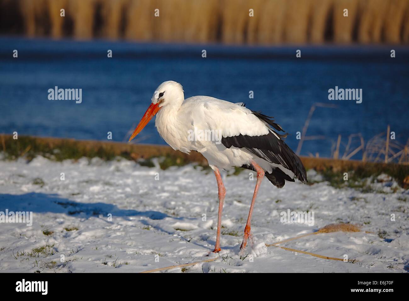 Stork in Winter Stock Photo - Alamy