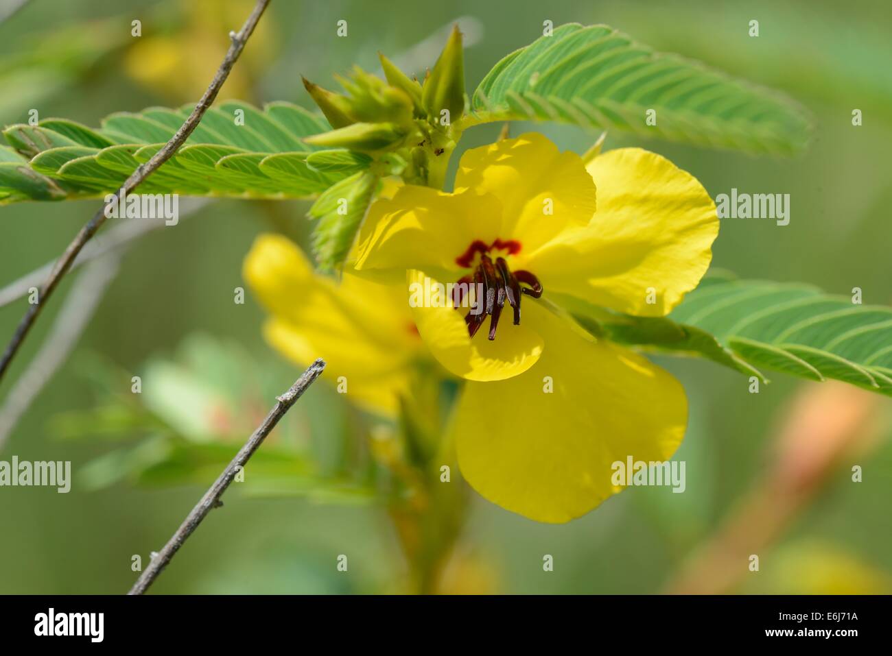 Cassia flower hi-res stock photography and images - Alamy