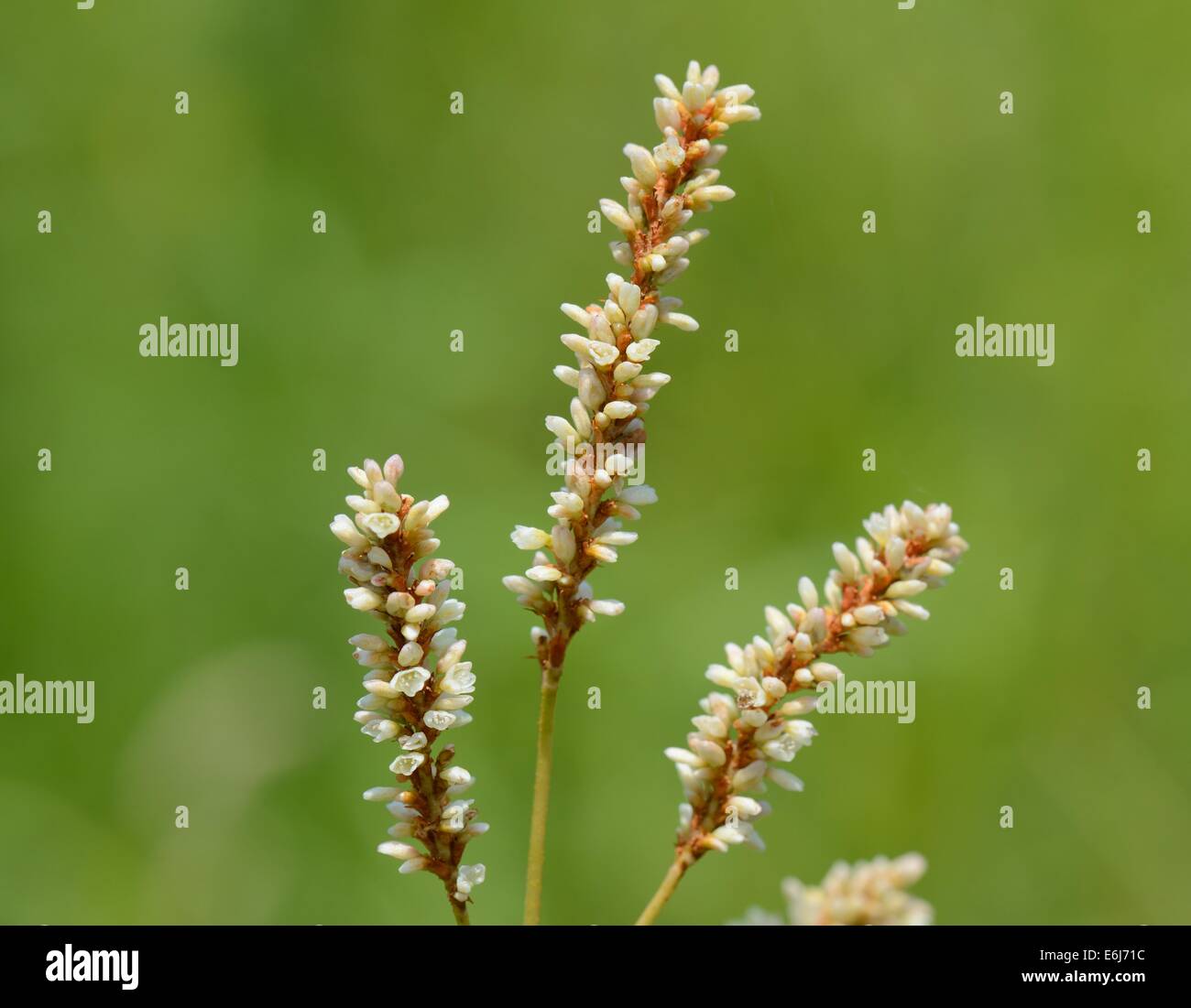 Lapathifolium hi-res stock photography and images - Alamy