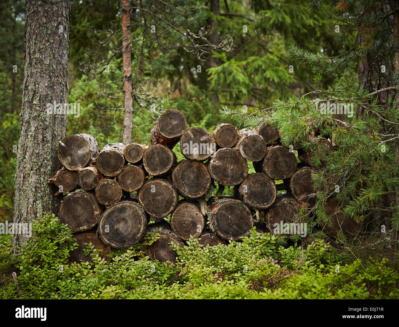 Two trunks hi-res stock photography and images - Alamy