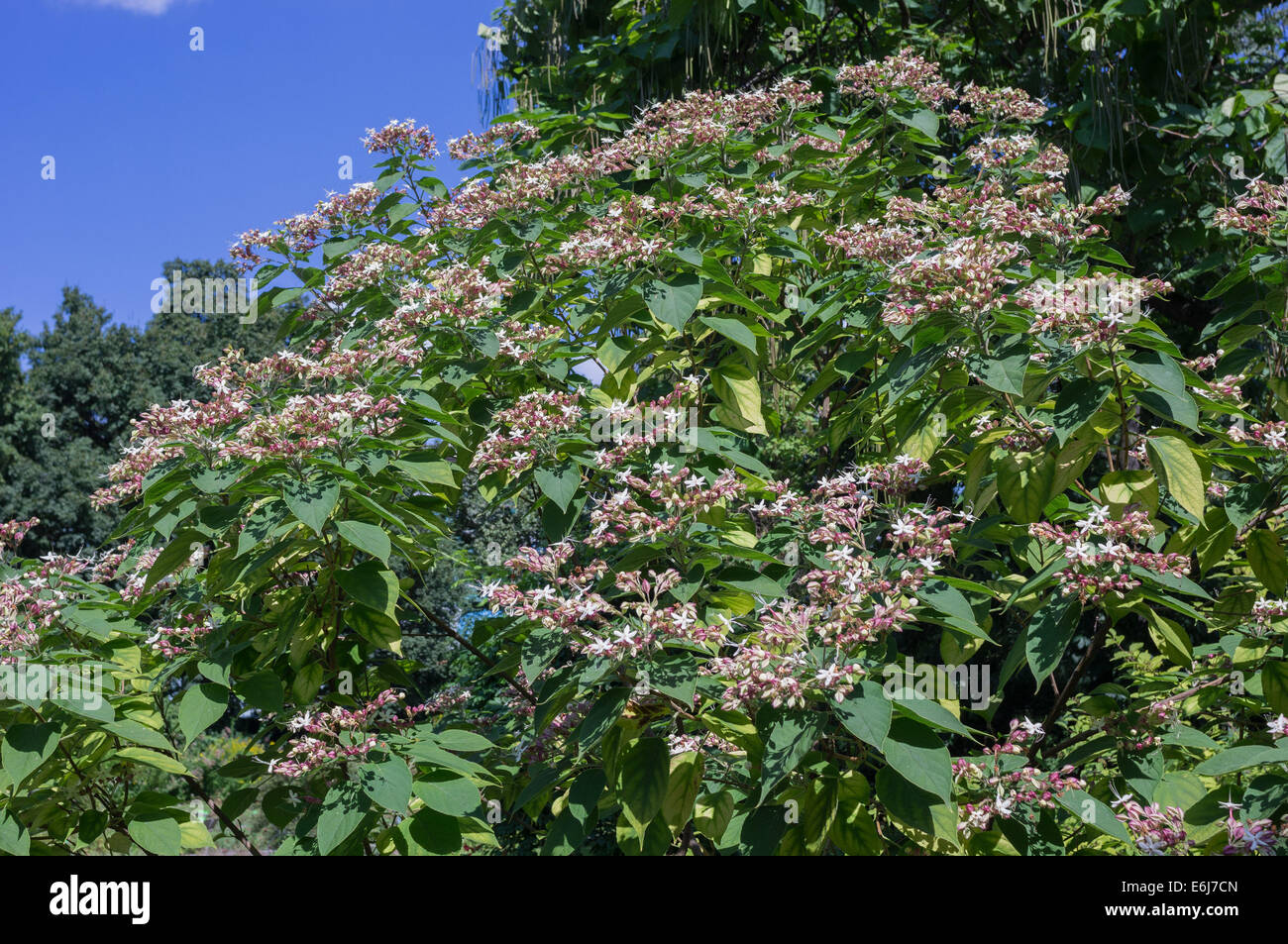 Harlequin glorybower ,glorytree, peanut butter tree blooming ...