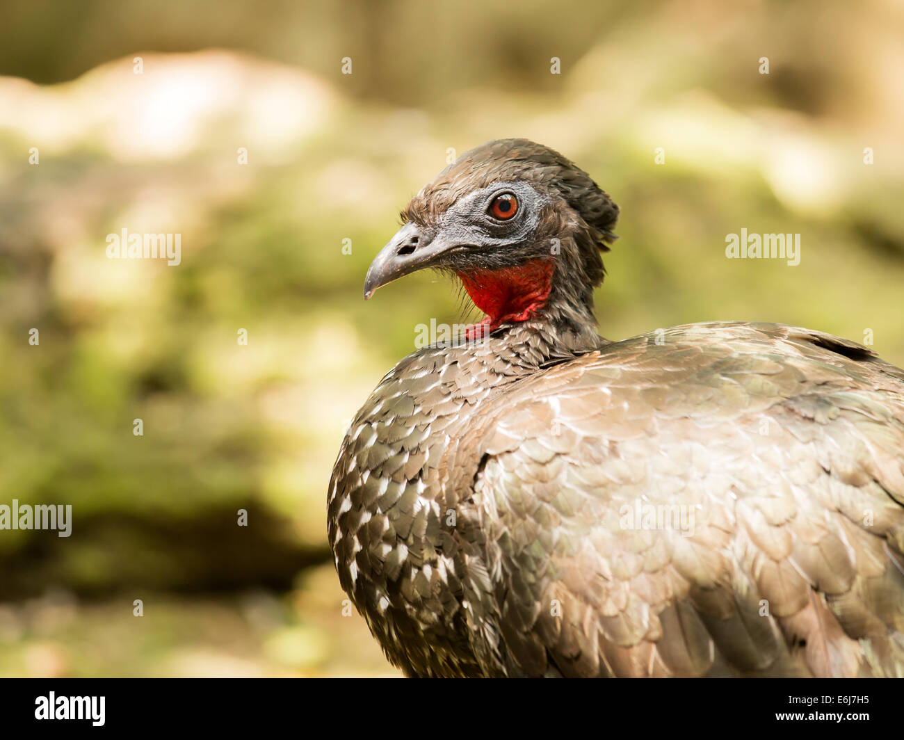 Portrait of majestic Crested Guan bird in Mexico Stock Photo - Alamy