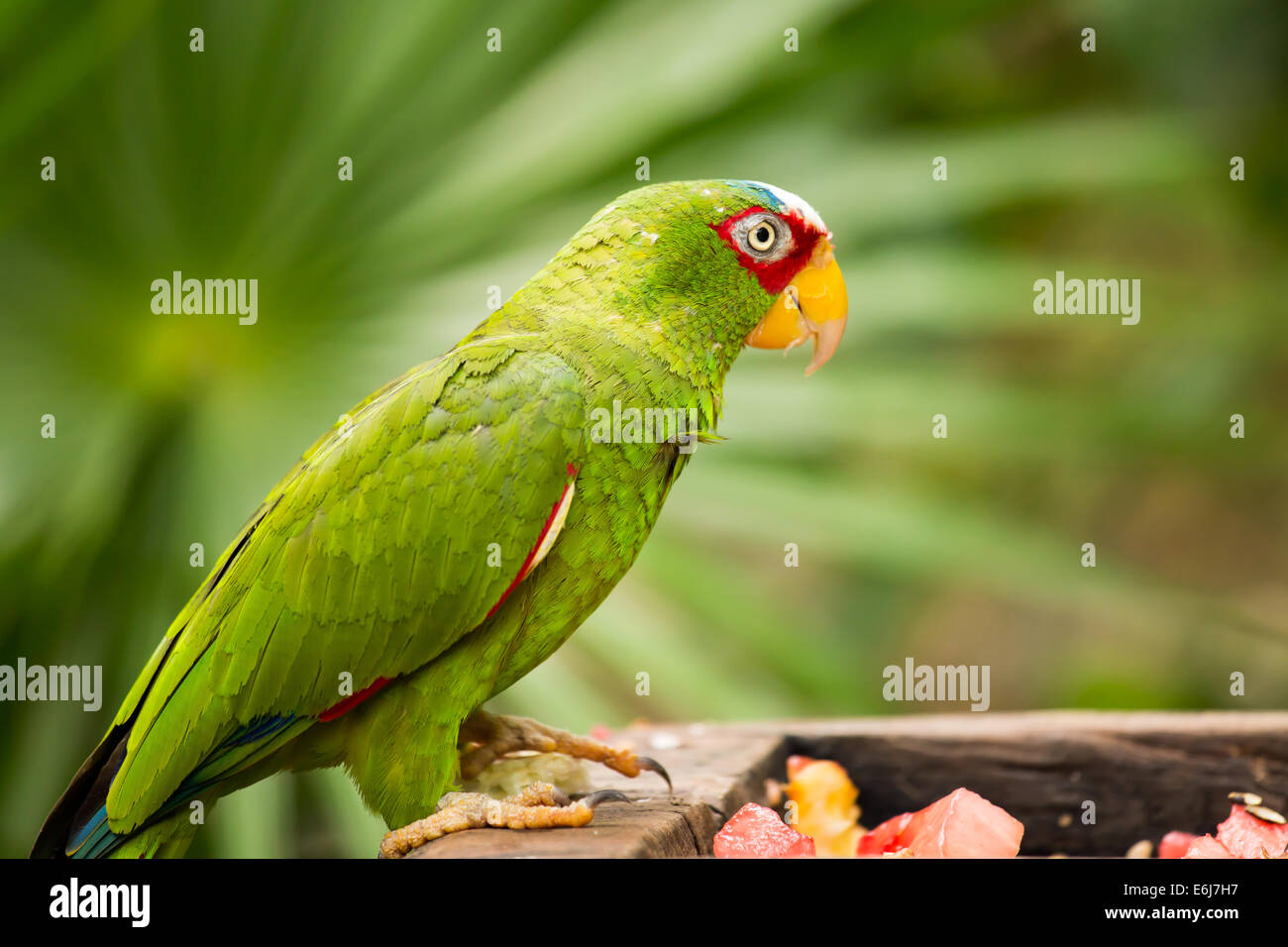Portrait of colorful White-fronted Parrot in Mexico Stock Photo - Alamy