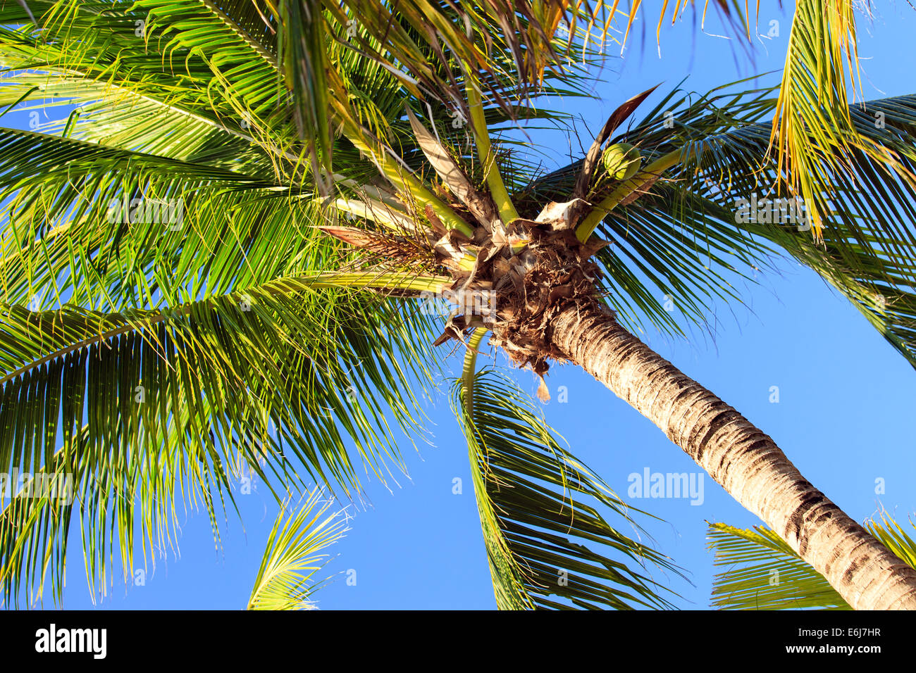 Tall palm blue sky hi-res stock photography and images - Alamy