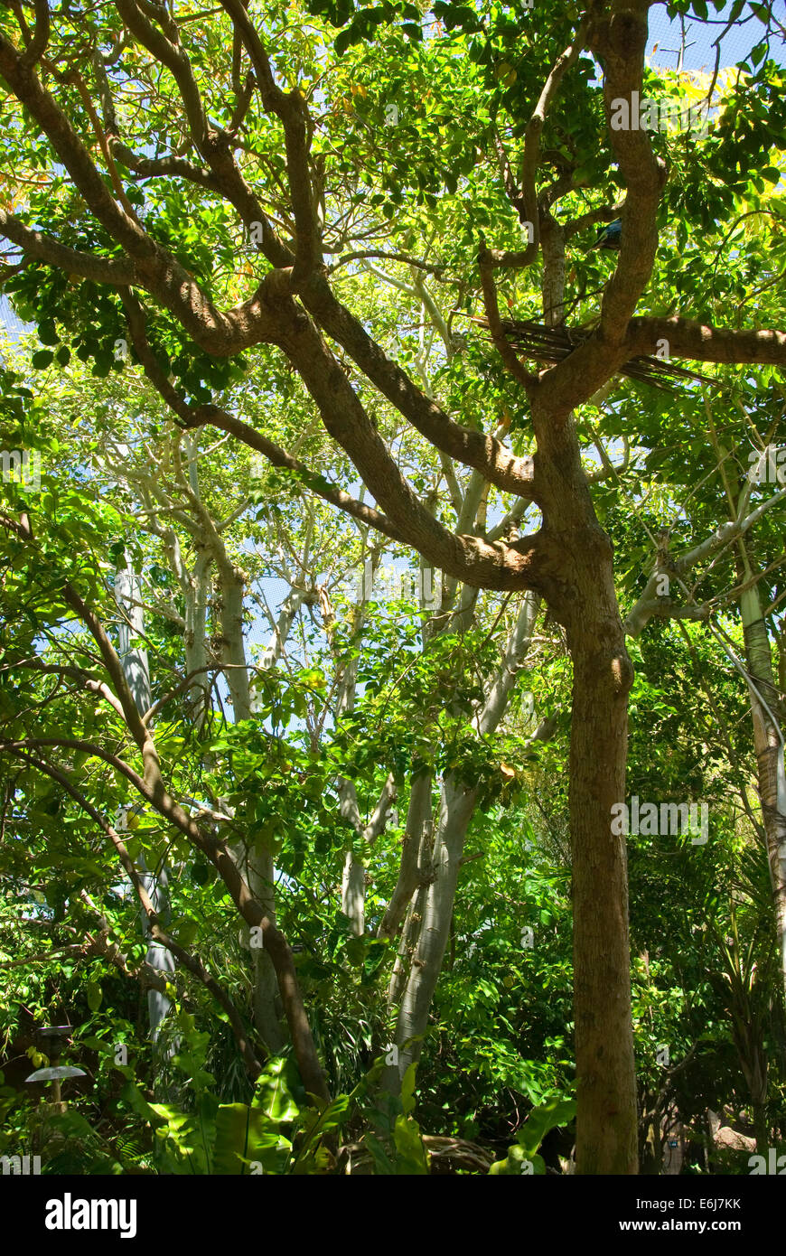 Parker aviary san diego zoo hi-res stock photography and images - Alamy