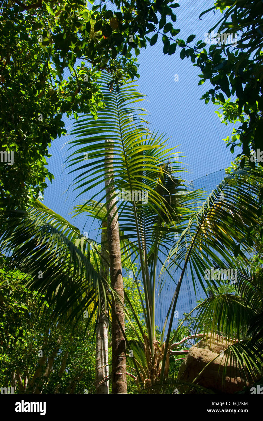 Parker Aviary, San Diego Zoo, Balboa Park, San Diego, California Stock ...