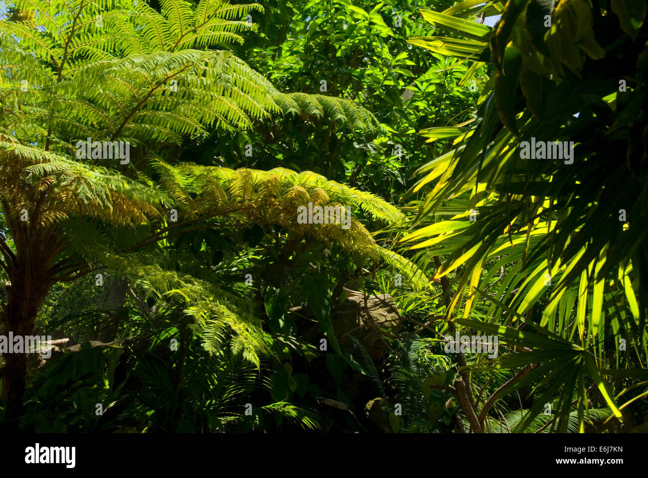 Parker aviary san diego zoo hi-res stock photography and images - Alamy