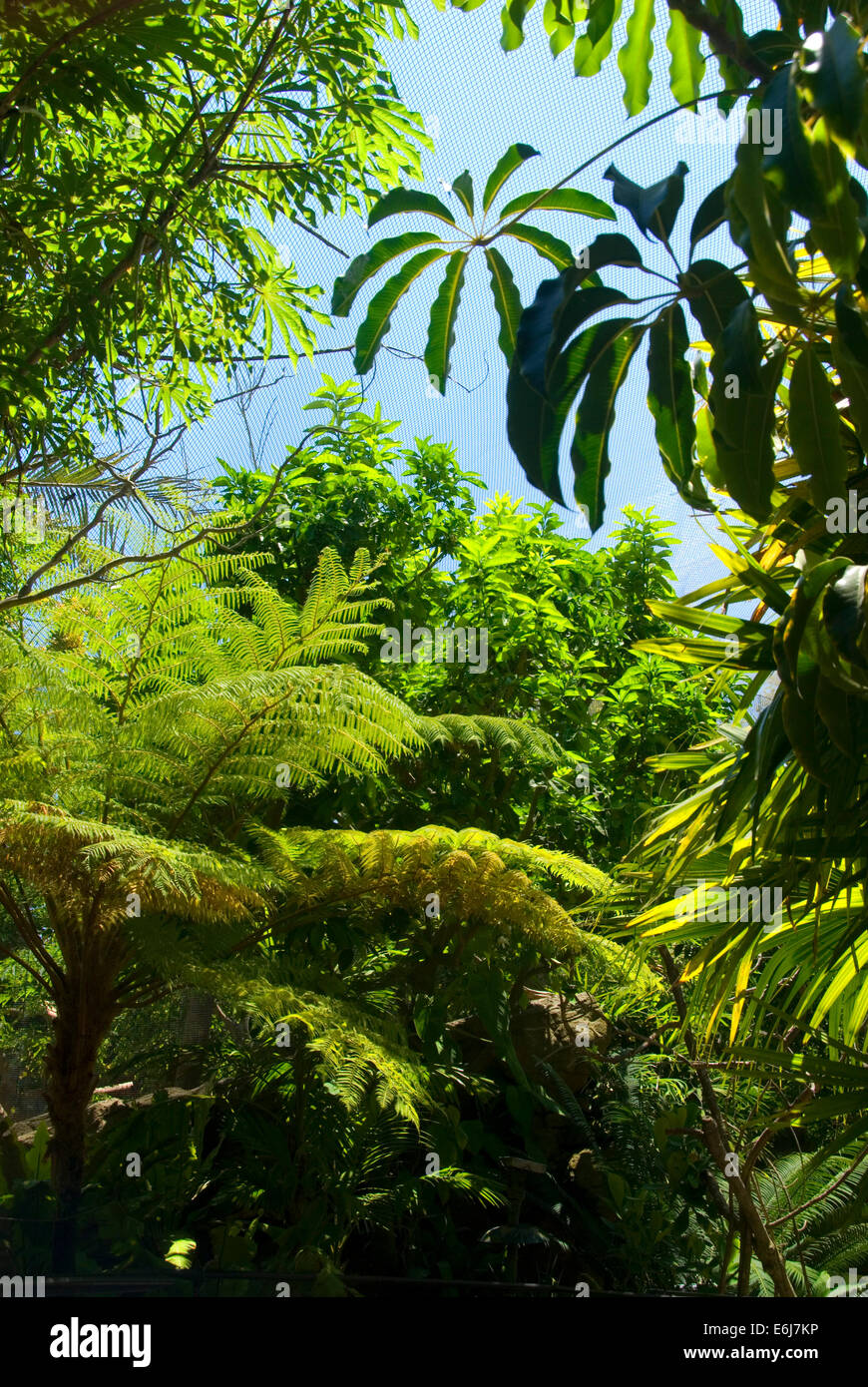 Parker Aviary, San Diego Zoo, Balboa Park, San Diego, California Stock ...