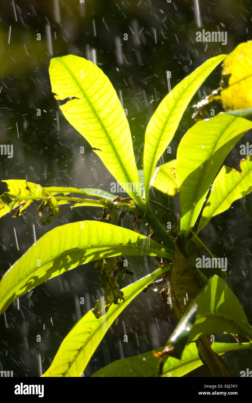 Aviary landscaping, Scripps Aviary, San Diego Zoo, Balboa Park, San ...