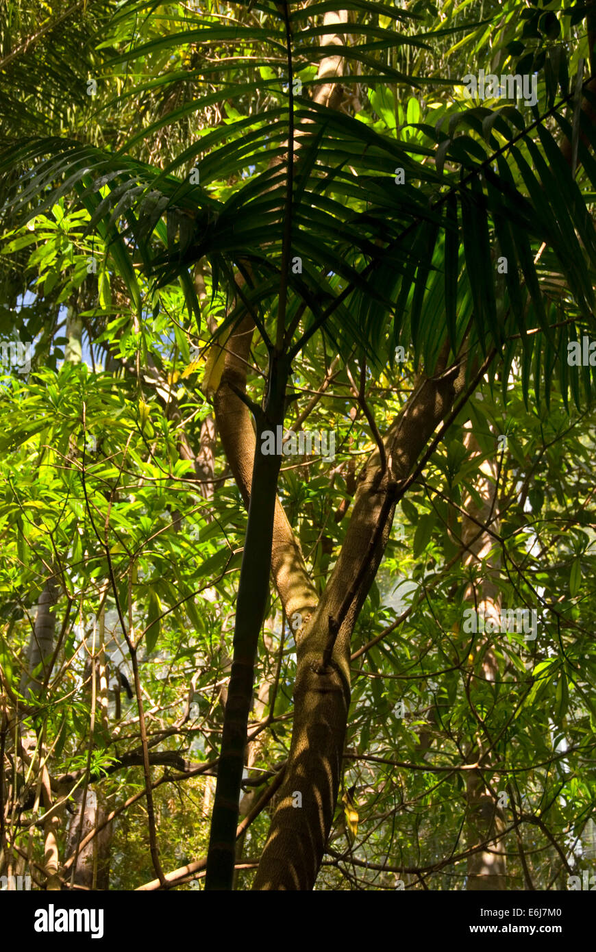 Aviary landscaping, Scripps Aviary, San Diego Zoo, Balboa Park, San ...