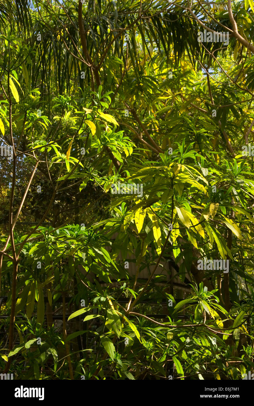 Aviary landscaping, Scripps Aviary, San Diego Zoo, Balboa Park, San ...