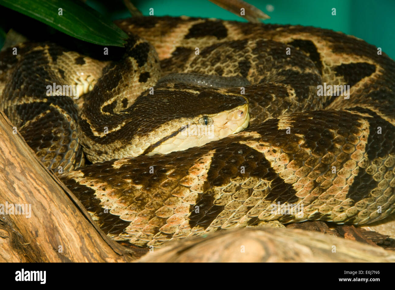 Terciopelo (Bothrops asper), San Diego Zoo, Balboa Park, San Diego ...
