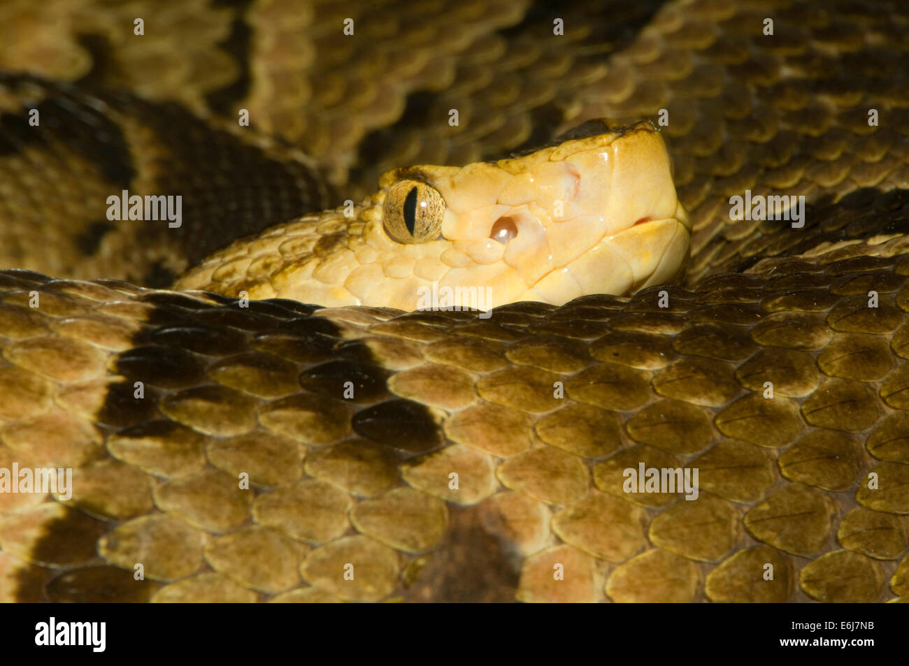 Brazilian Lancehead (Bothrops moojeni), San Diego Zoo, Balboa Park, San ...