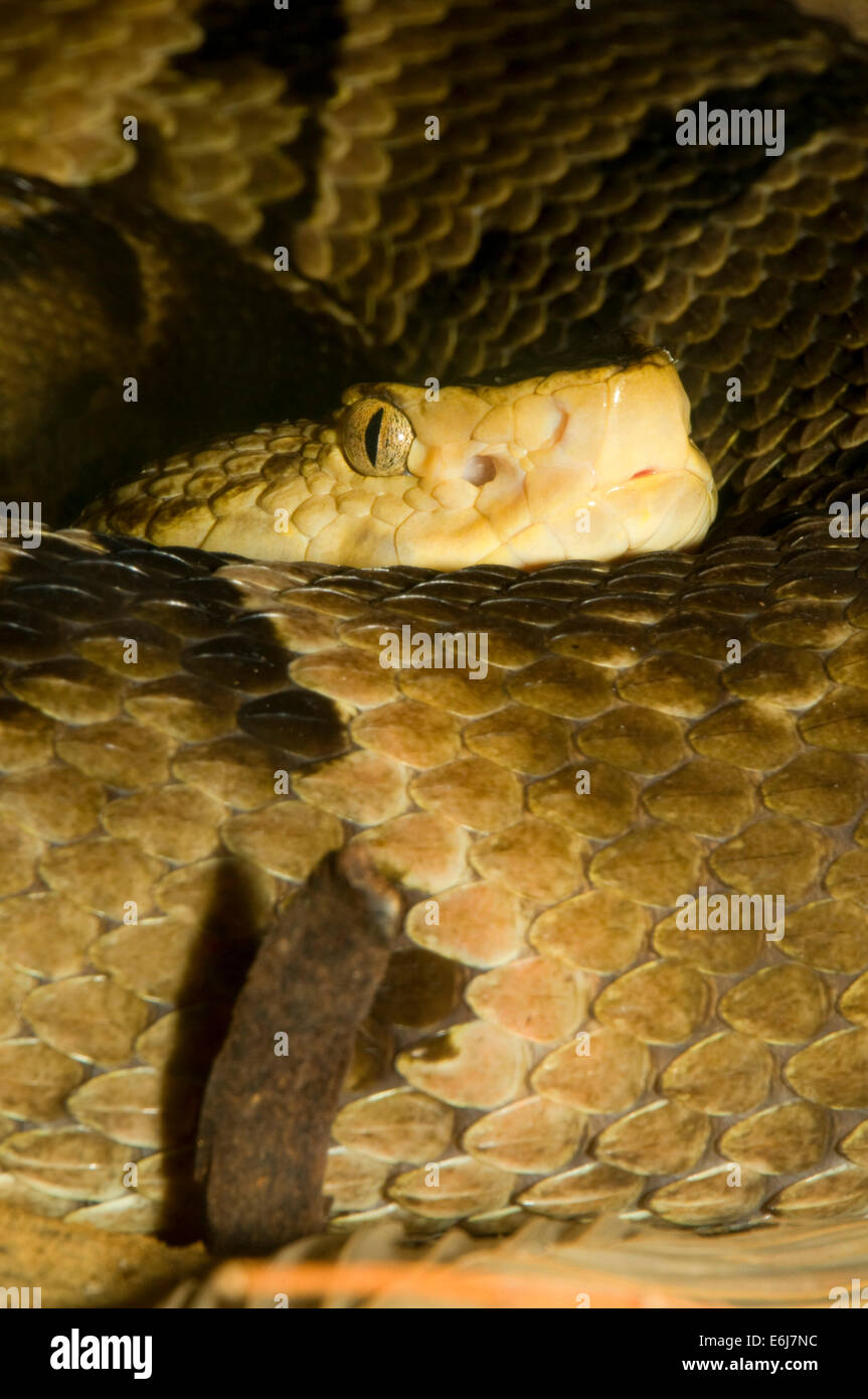 Brazilian Lancehead (Bothrops moojeni), San Diego Zoo, Balboa Park, San ...