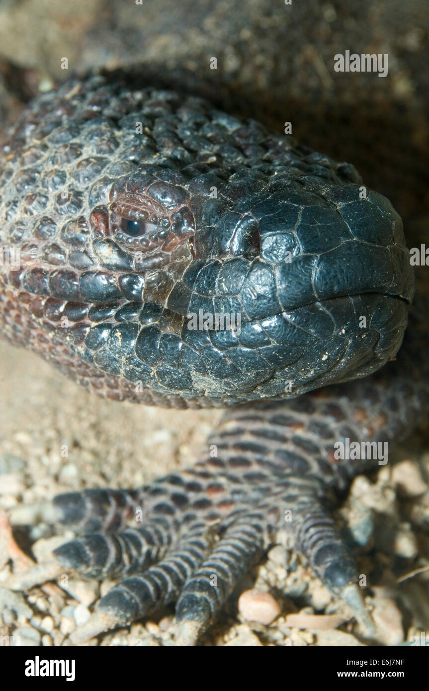 Mexican beaded lizard (Heloderma horridum), San Diego Zoo, Balboa Park ...