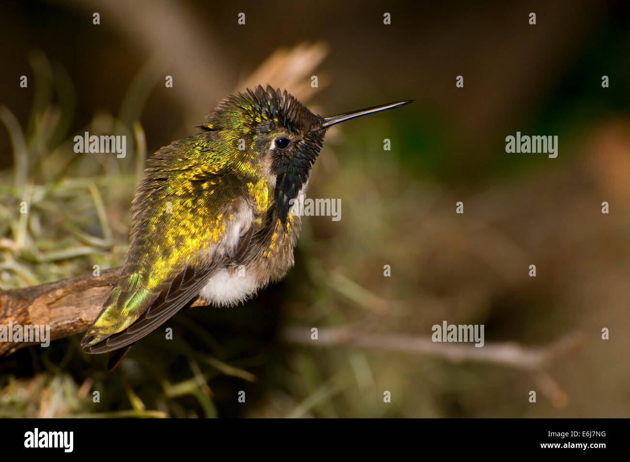 Sparkling violetear hummingbird (Colibri coruscans), San Diego Zoo ...