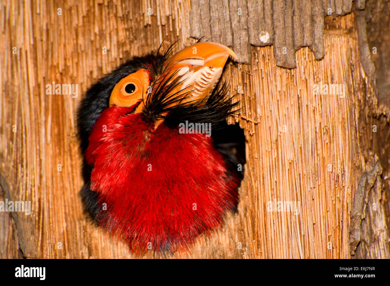 Bearded barbet (Lybius dubius), San Diego Zoo, Balboa Park, San Diego ...