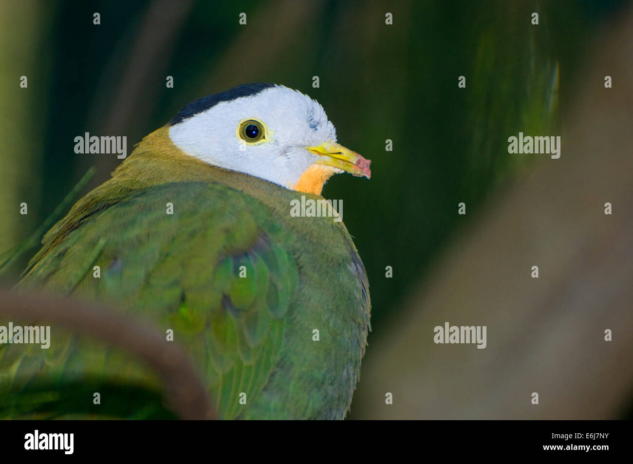 Fruit dove hi-res stock photography and images - Alamy