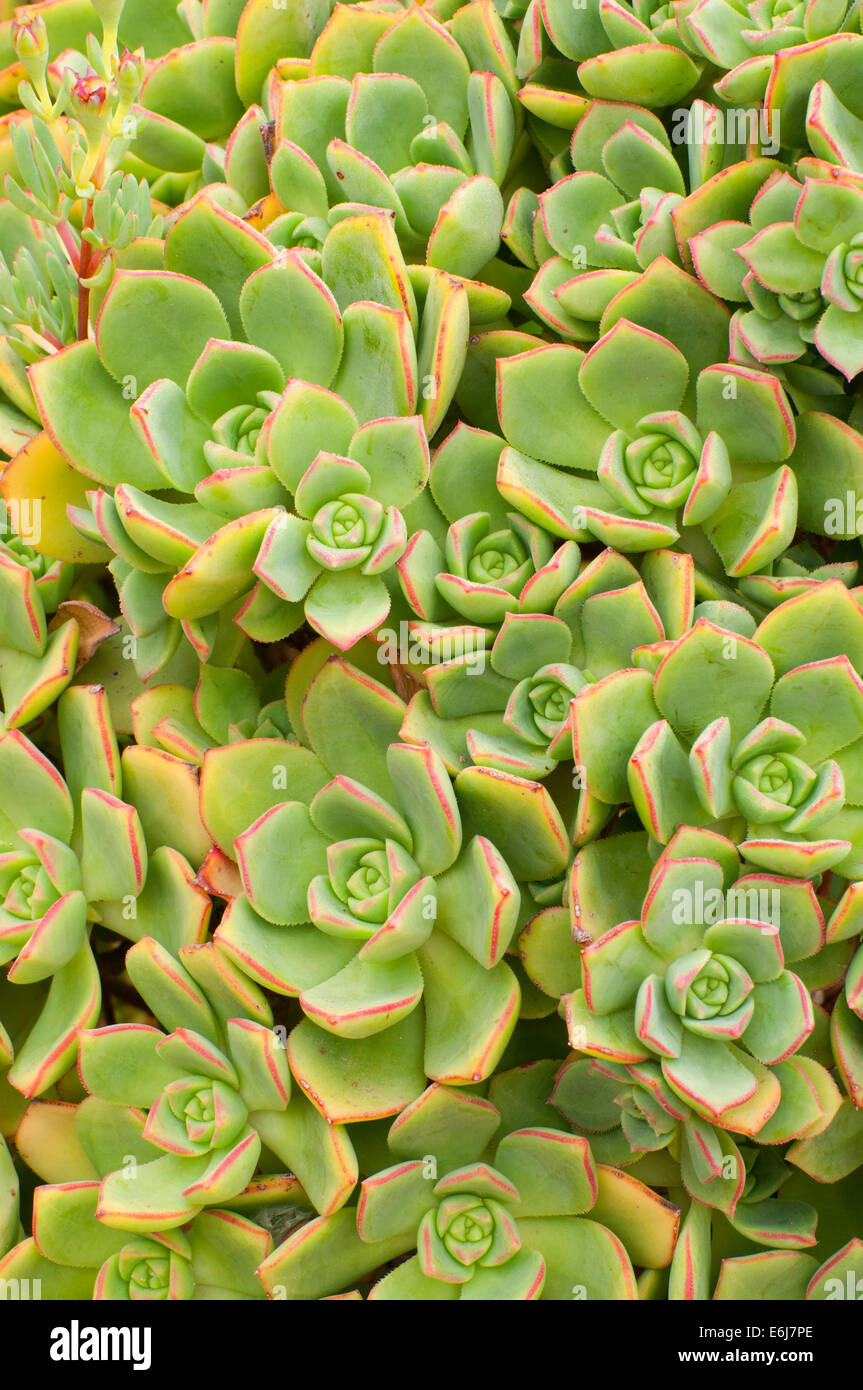 Desert ground cover hi-res stock photography and images - Alamy
