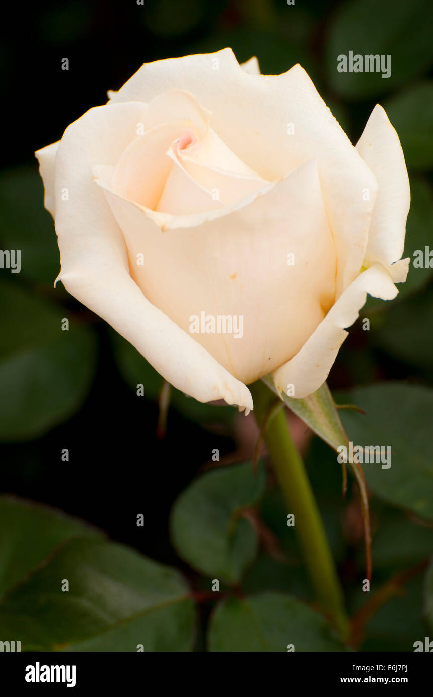 Whisper rose, Inez Grant Parker Memorial Rose Garden, Balboa Park, San ...