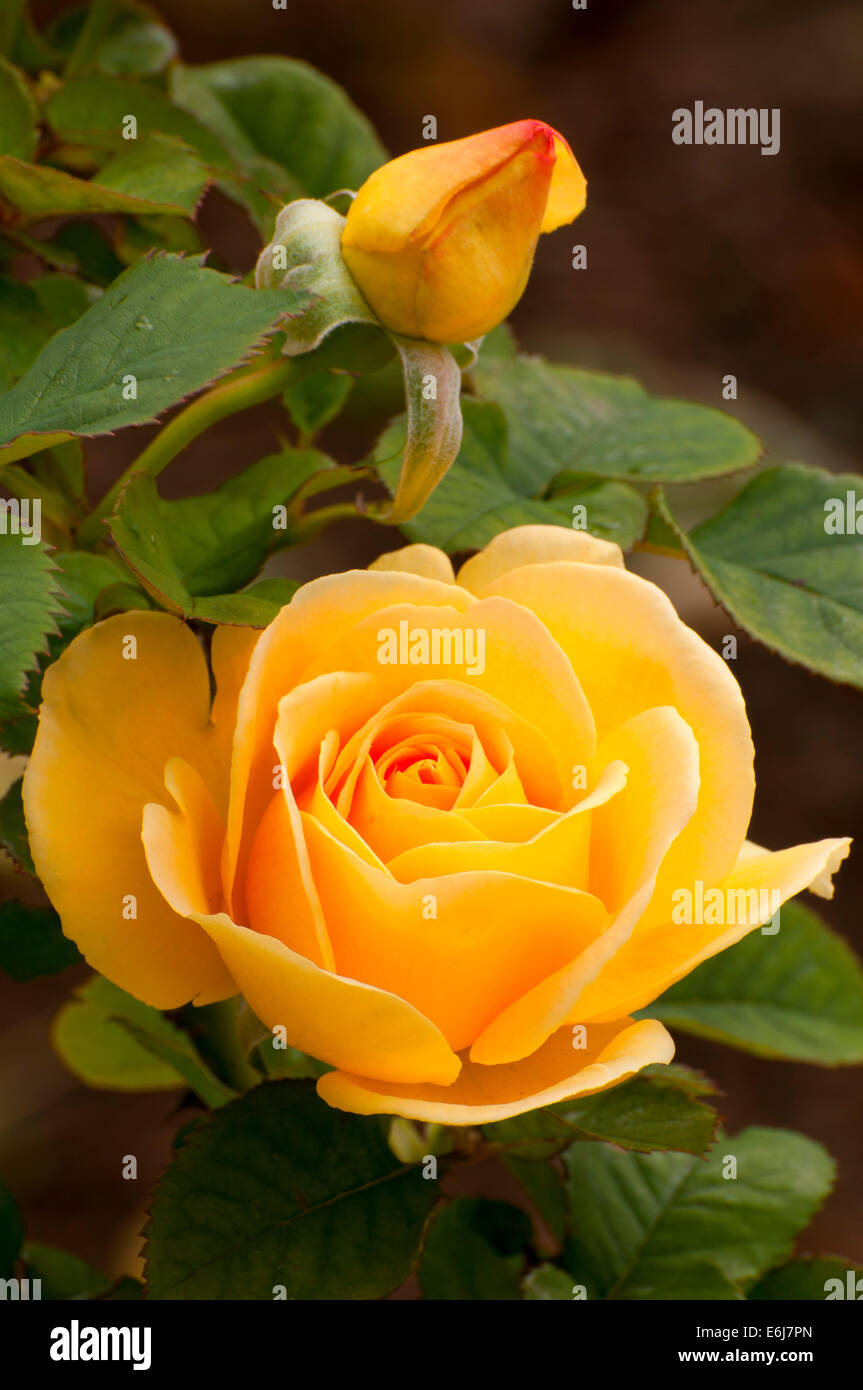 Parker rose garden hi-res stock photography and images - Alamy