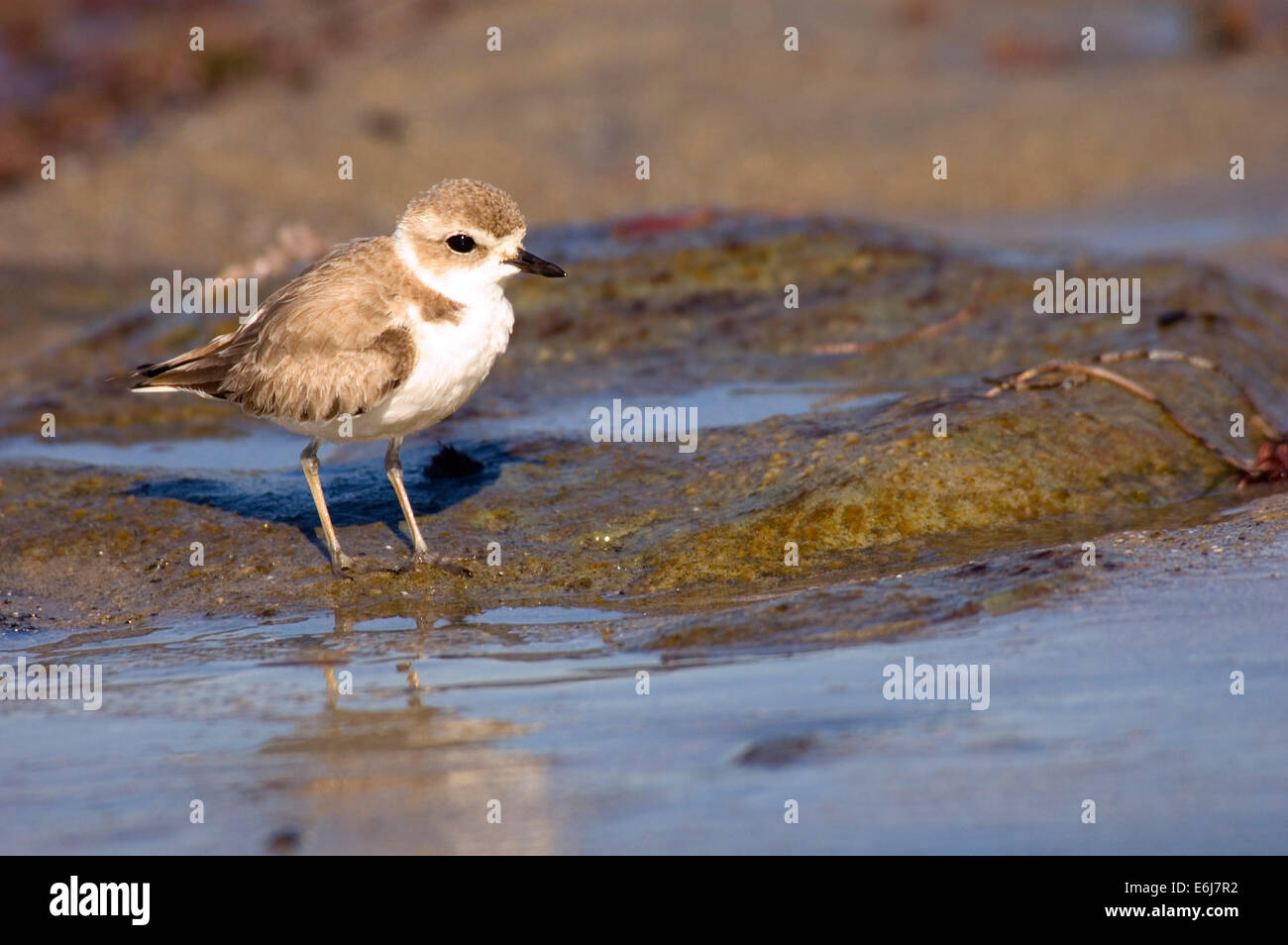 Snowy plover, San Elijo State Park, California Stock Photo - Alamy
