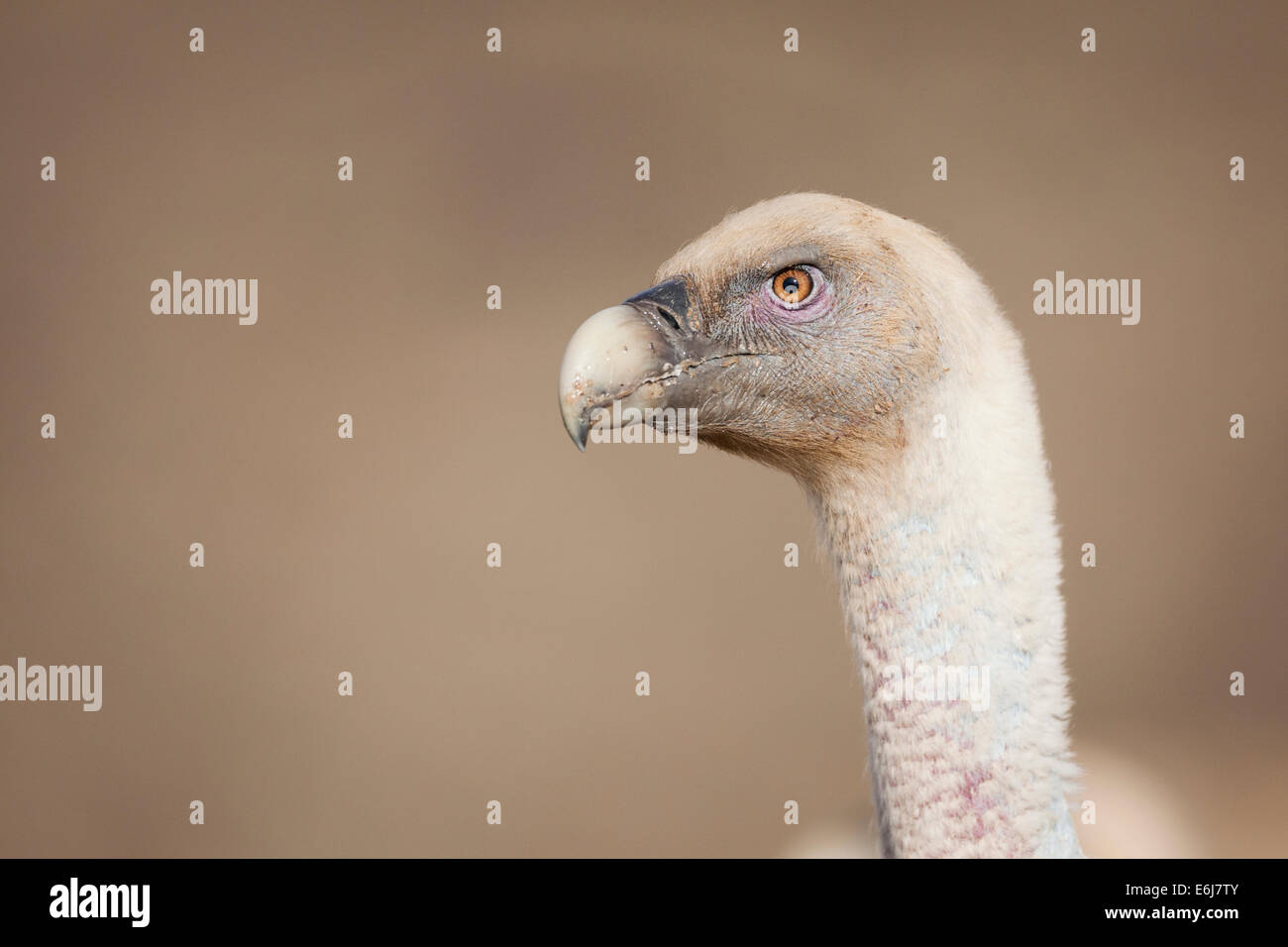 Vulture Face Portrait High Resolution Stock Photography and Images - Alamy