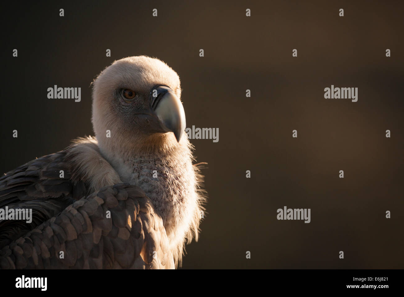 Vulture Face Portrait High Resolution Stock Photography and Images - Alamy