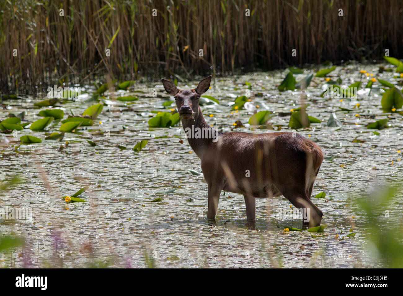 Irish Red Deer Feeding In Marsh, Killarney National Park, Co. Kerry ...