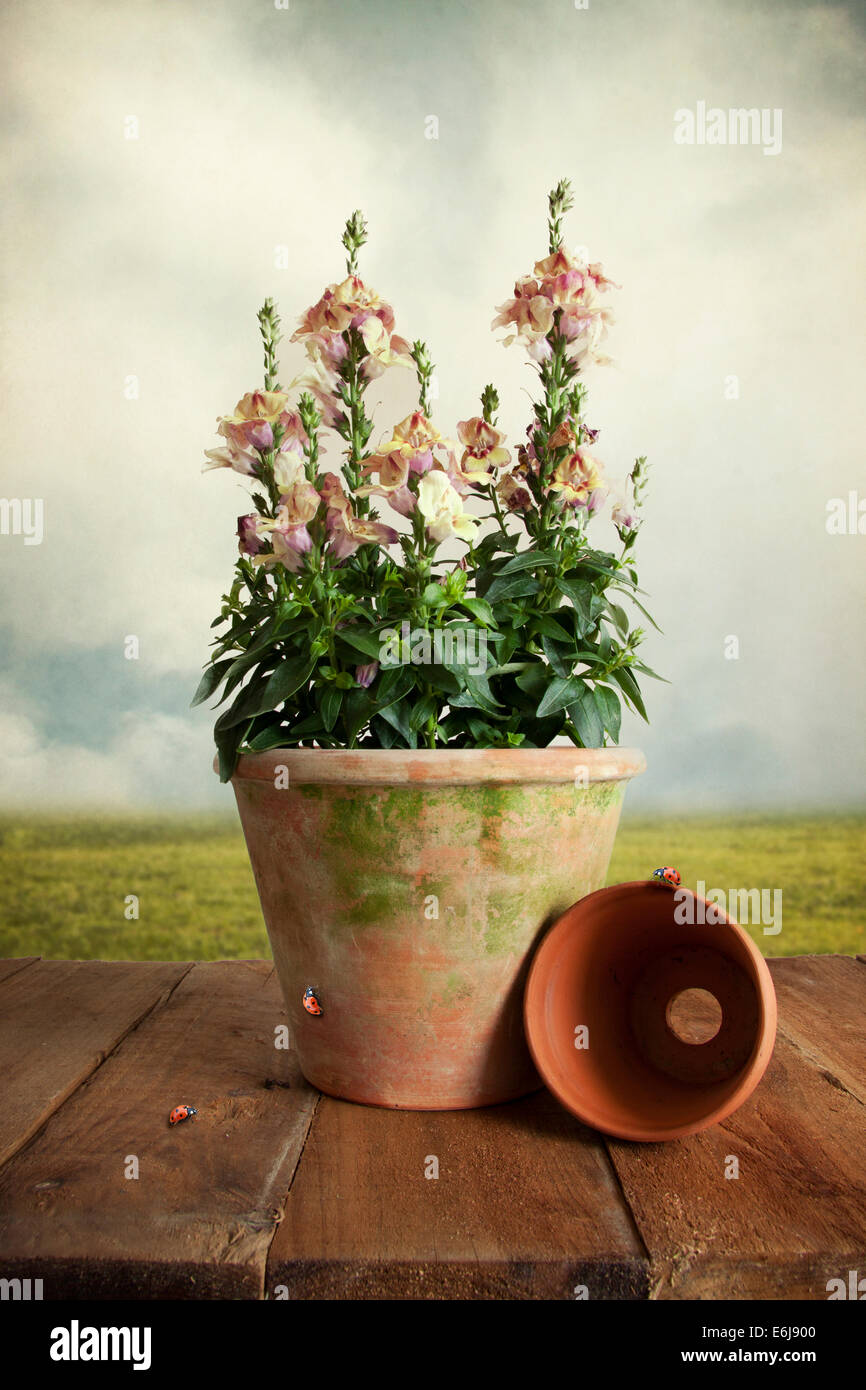 Snap Dragon Plant On Garden Table With Ladybirds Stock Photo - Alamy
