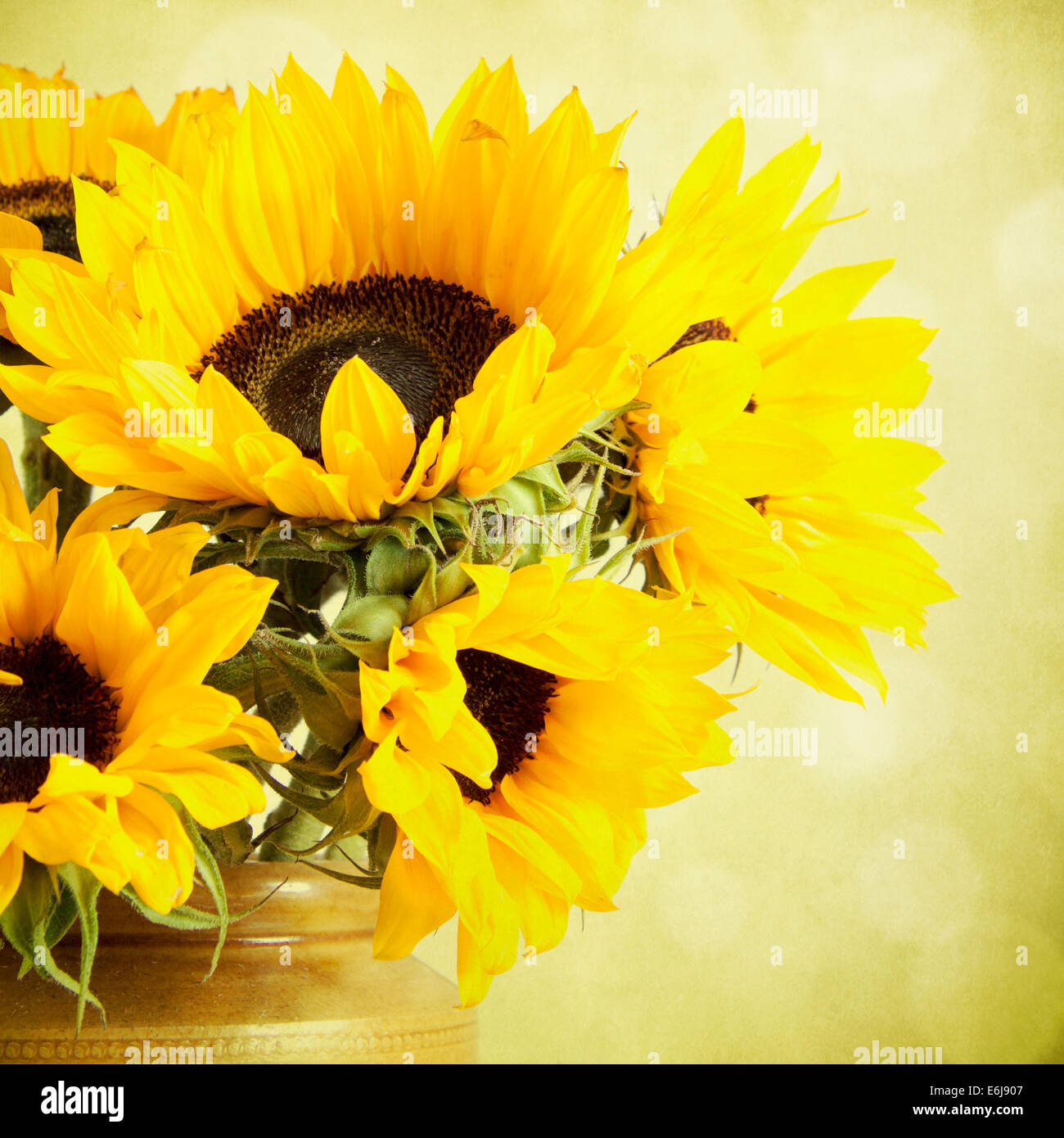 Sunflowers In A Jar Stock Photo - Alamy