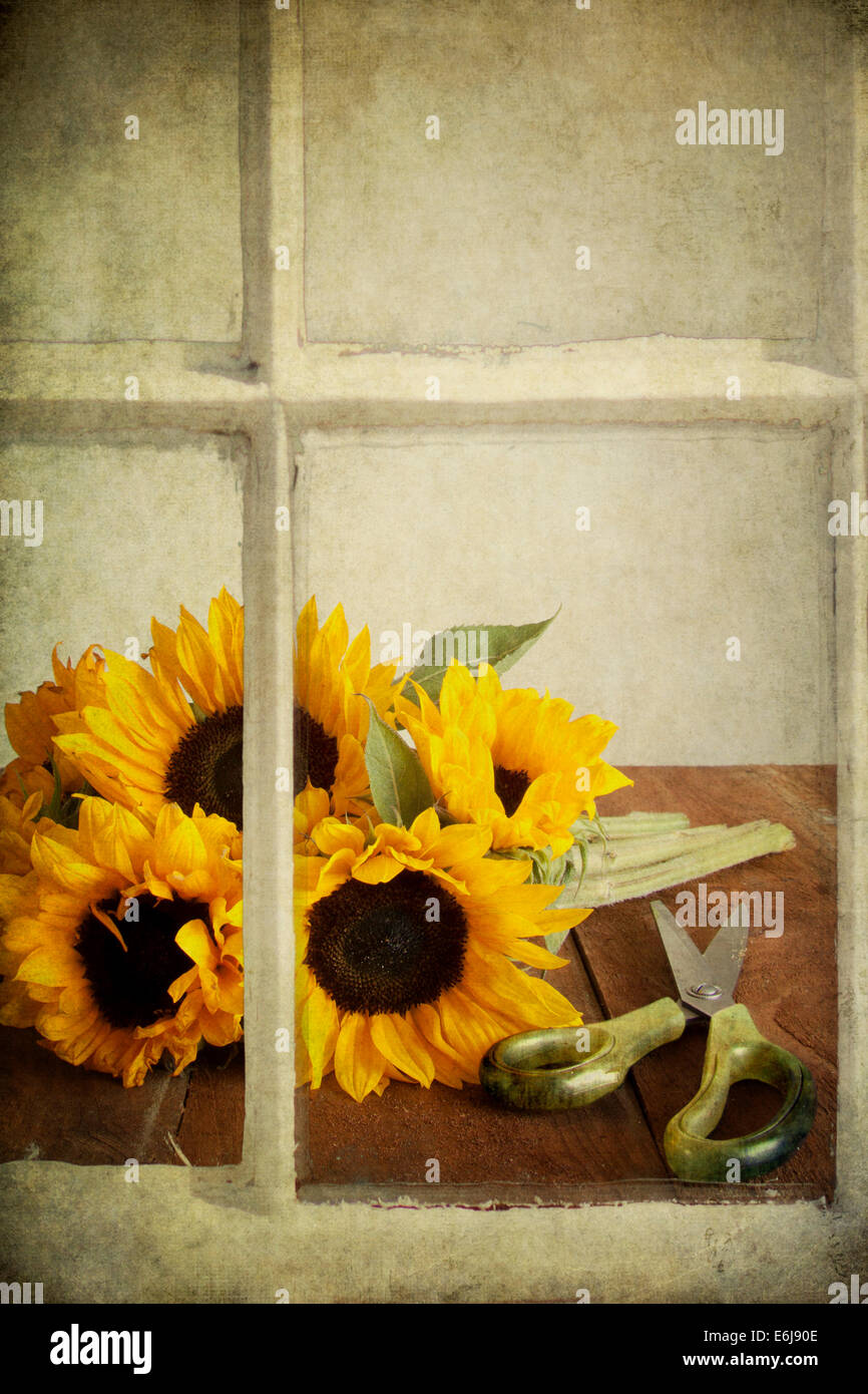 Sunflower through a window hi-res stock photography and images - Alamy