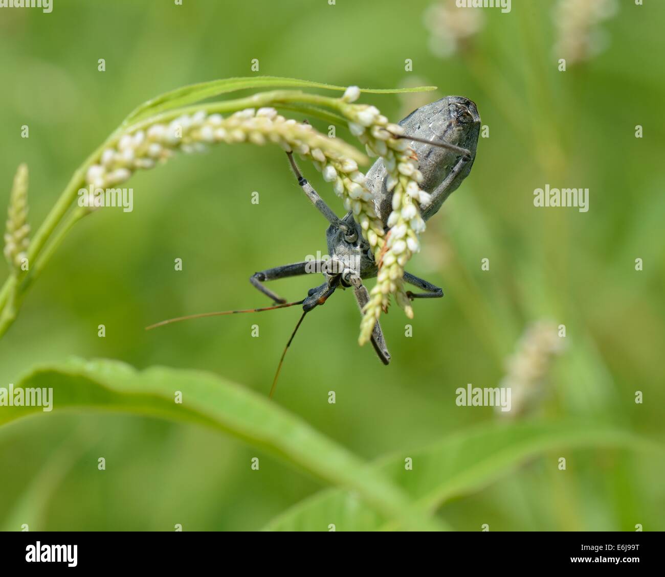 Wheel Bug - Arilus cristatus Stock Photo - Alamy