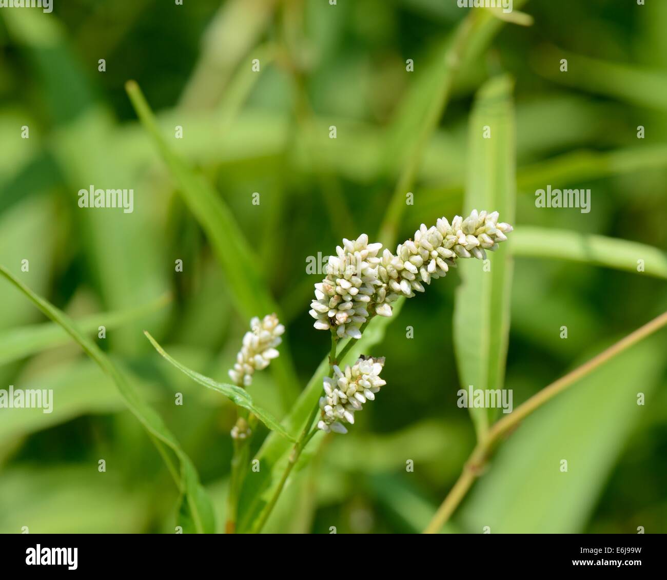 Smartweed hi-res stock photography and images - Alamy