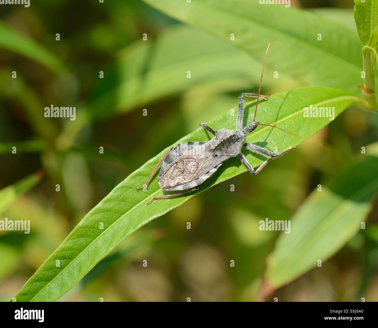 Wheel Bug - Arilus cristatus Stock Photo - Alamy
