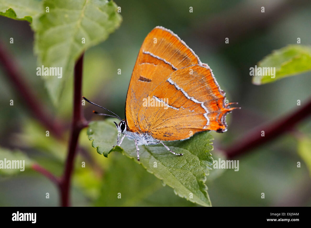 Brown Hairstreak butterfly (female) on blackthorn leaf. Steyning Rifle ...