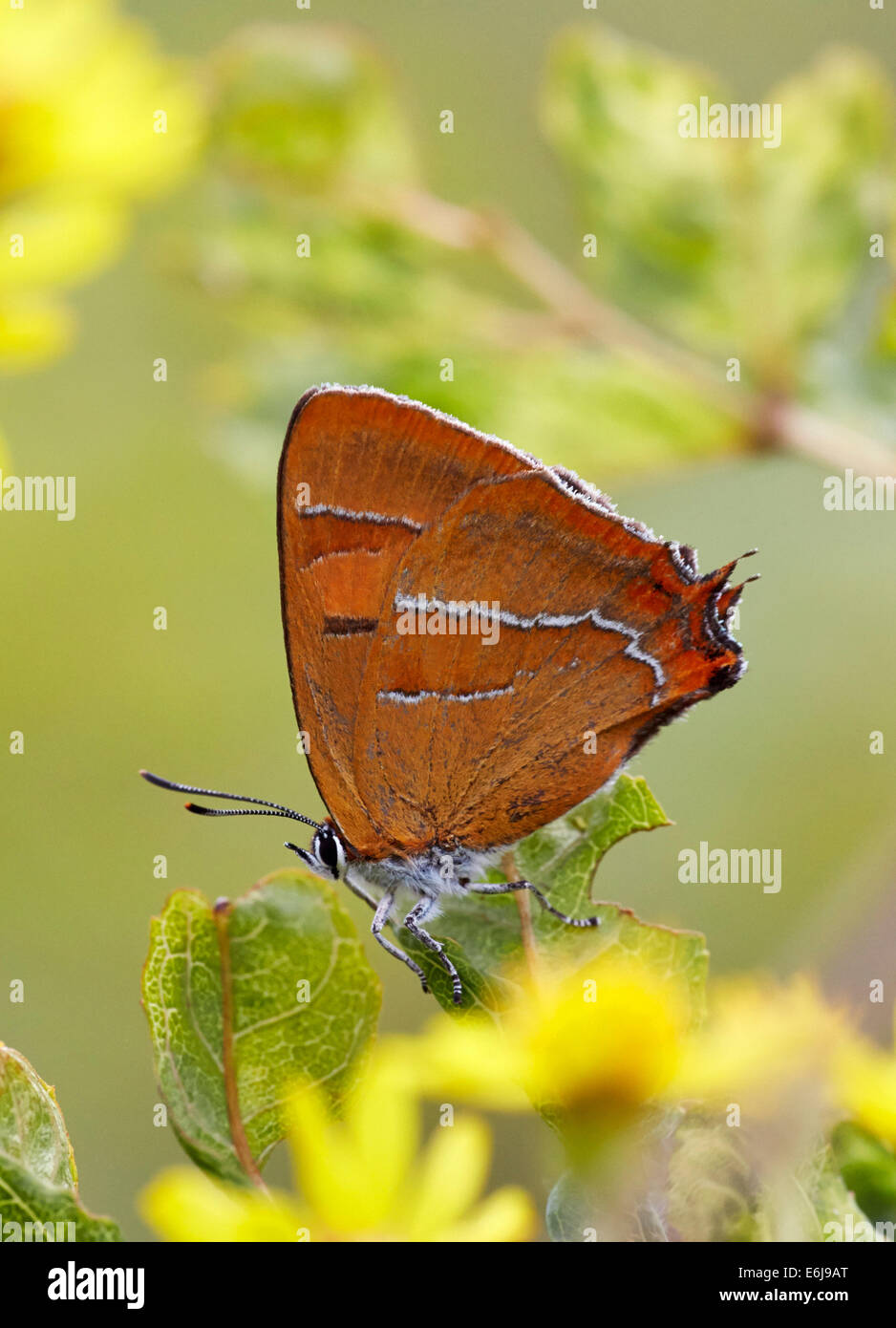 Brown Hairstreak butterfly (female) on blackthorn leaf. Steyning Rifle ...