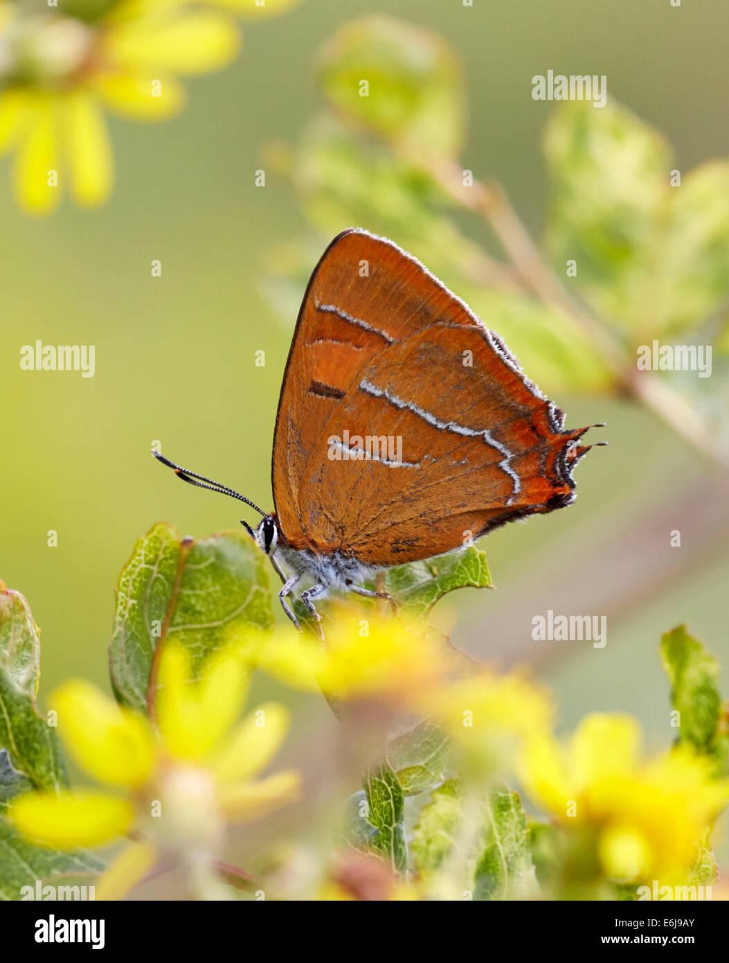 Brown Hairstreak butterfly (female) on blackthorn leaf. Steyning Rifle ...