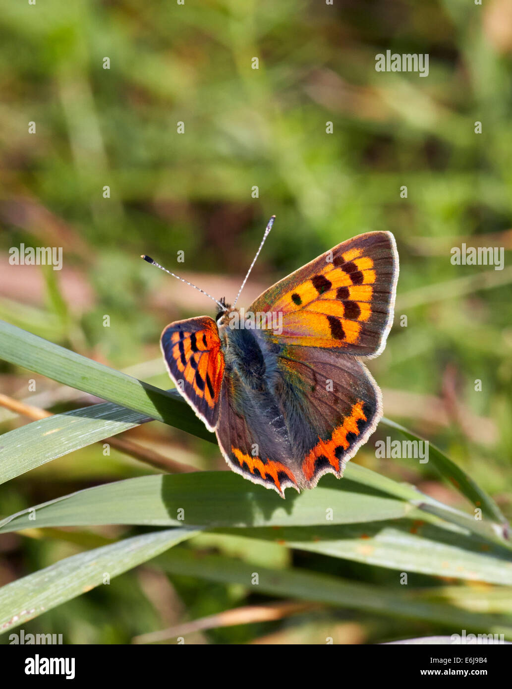 Copper butterfly hi-res stock photography and images - Alamy