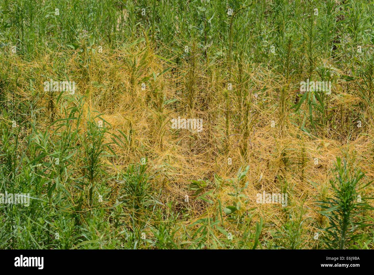 Cuscuta hi-res stock photography and images - Alamy