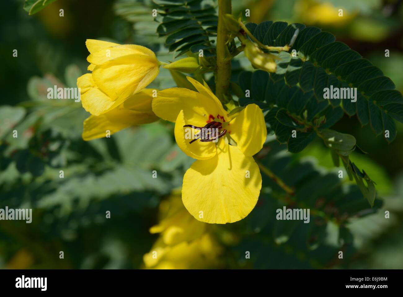 Partridge Pea (Cassia fasciculata Stock Photo - Alamy